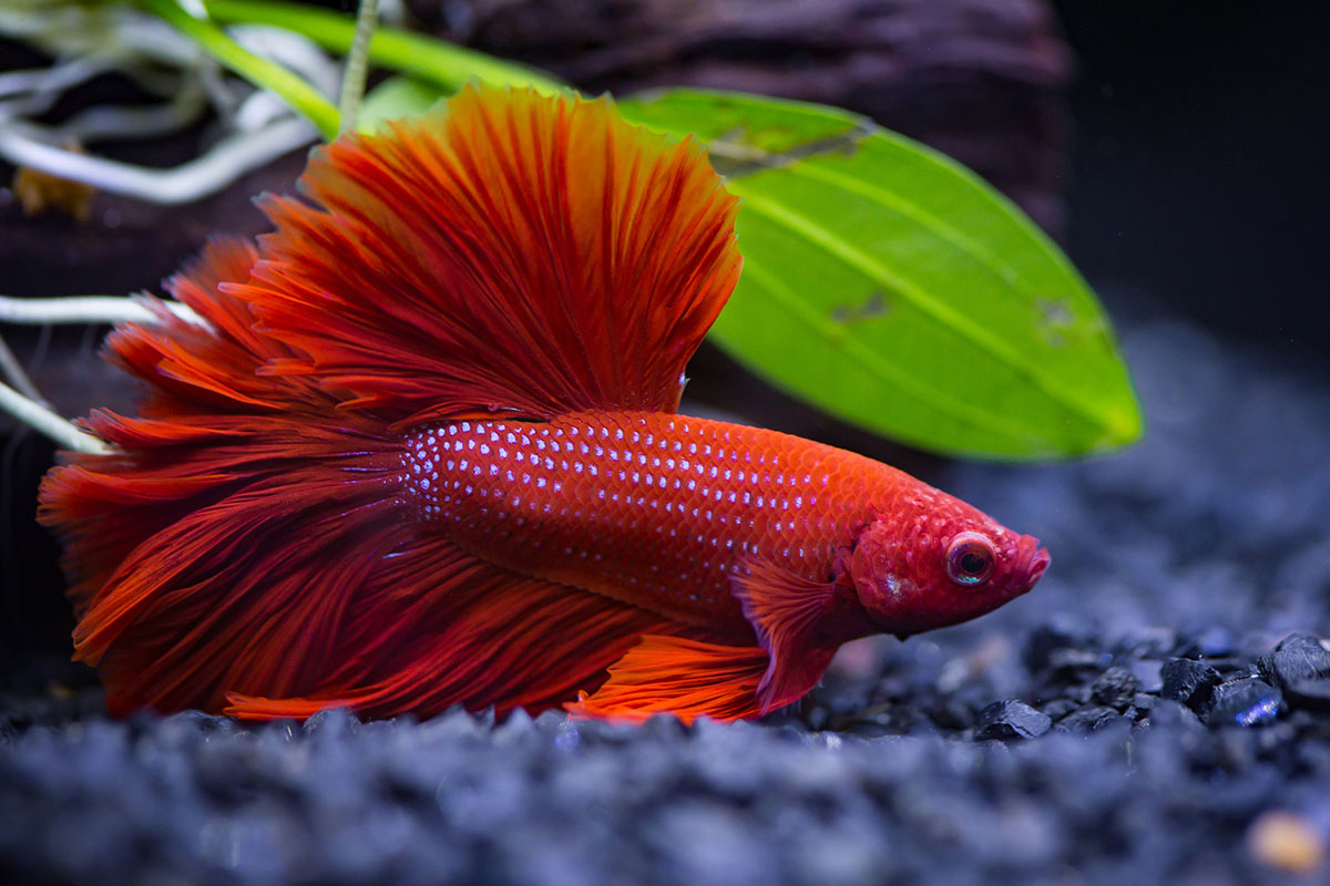 Installer un poisson combattant dans son aquarium – Fermes et Jardins