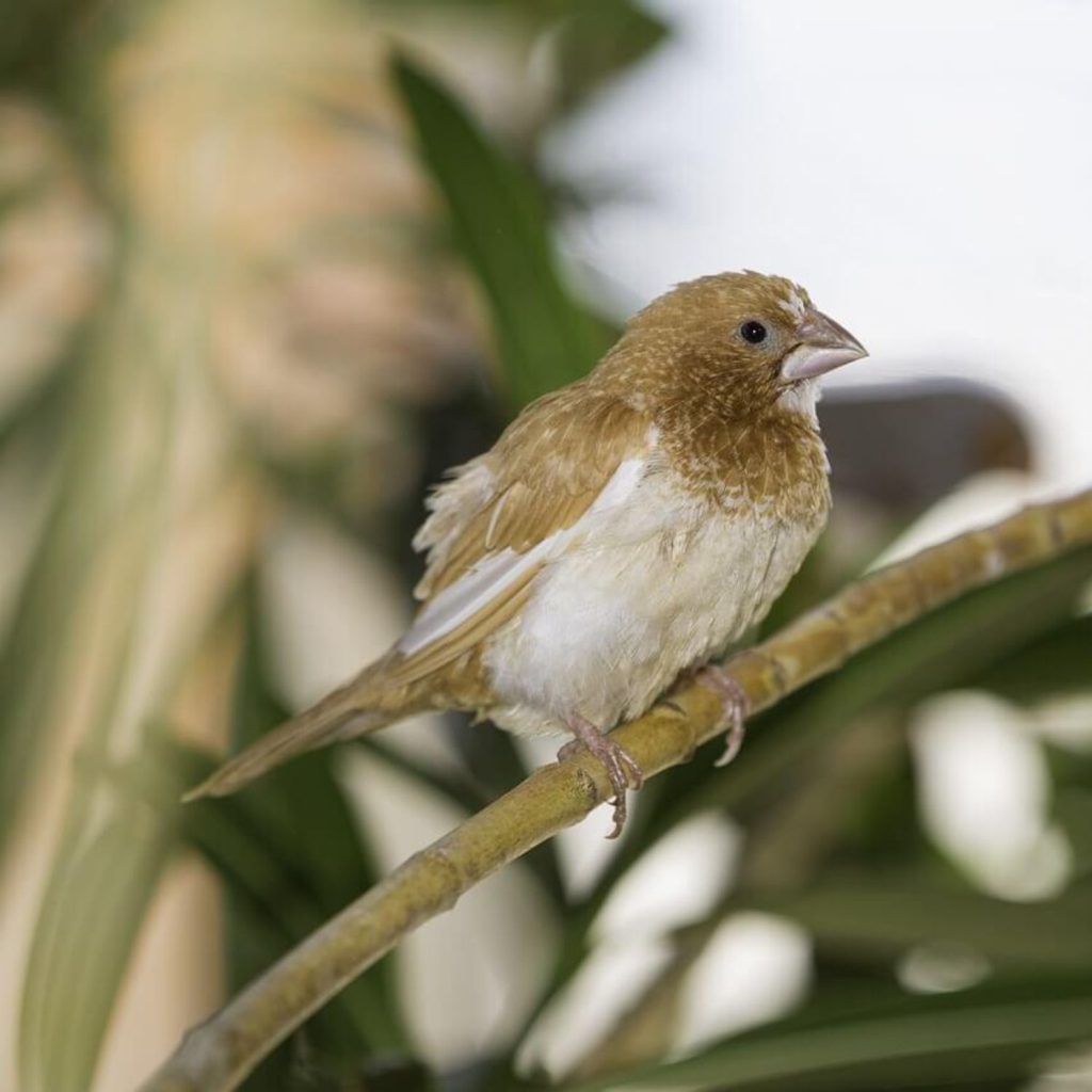 Moineau du Japon – Fermes et Jardins