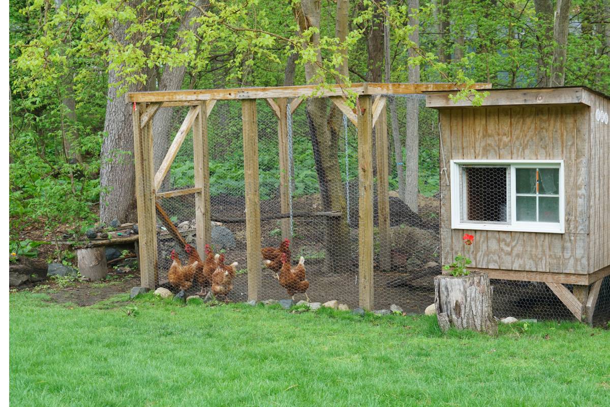Comment choisir son poulailler ? – Fermes et Jardins
