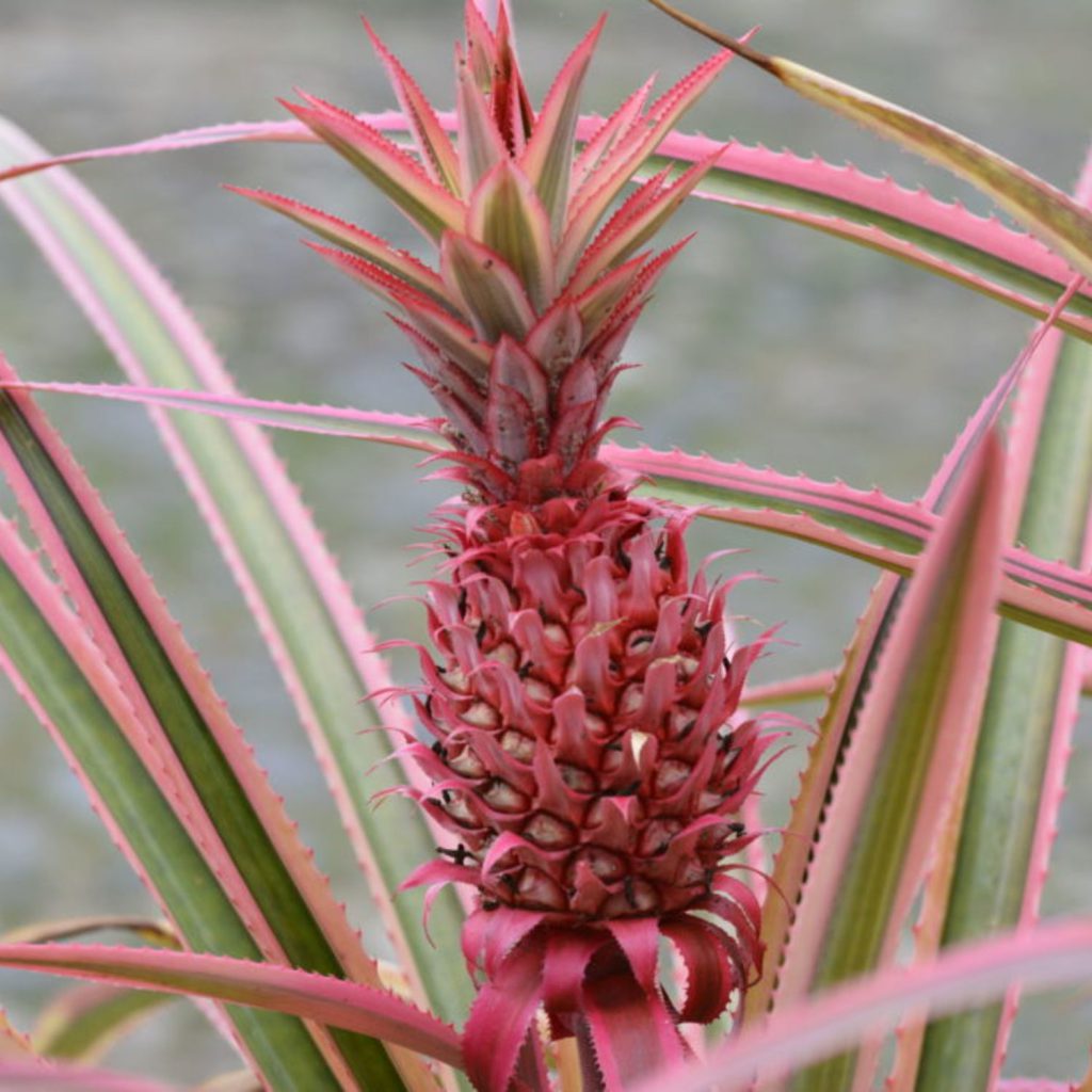 Ananas fleur – Fermes et Jardins