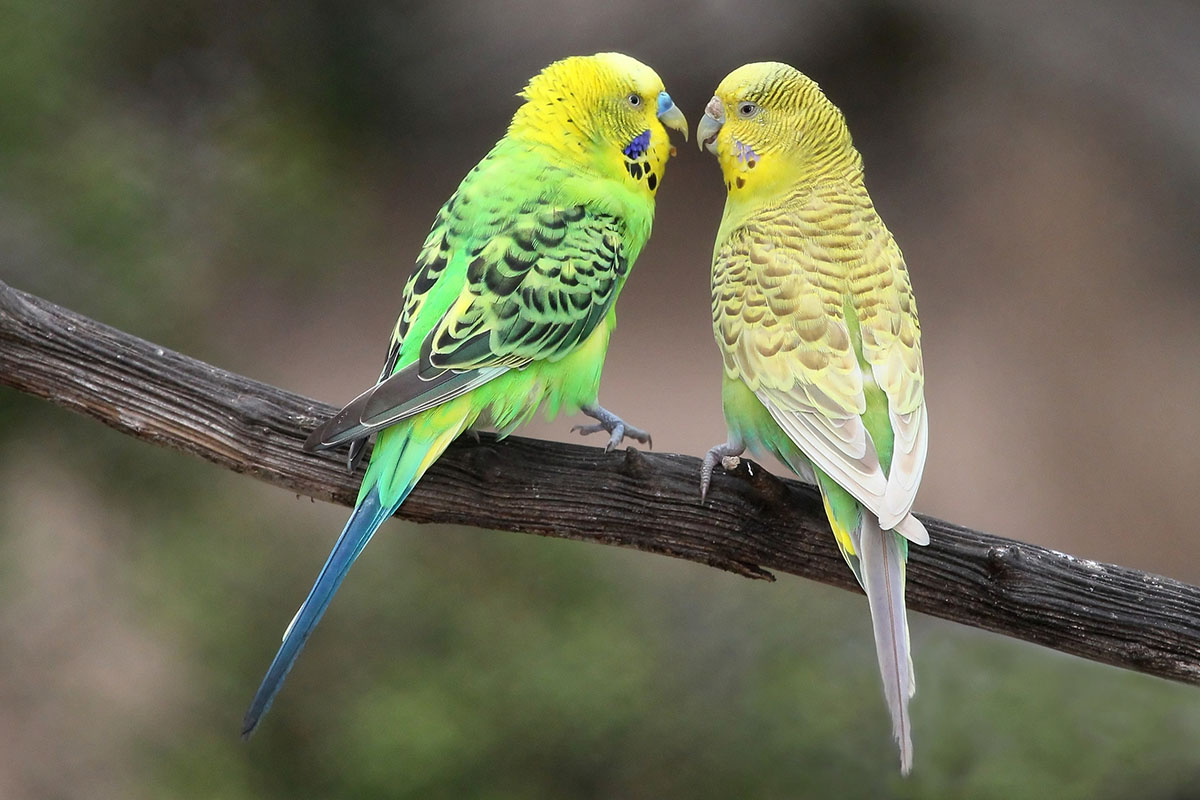 Adopter et vivre avec des perruches – Fermes et Jardins